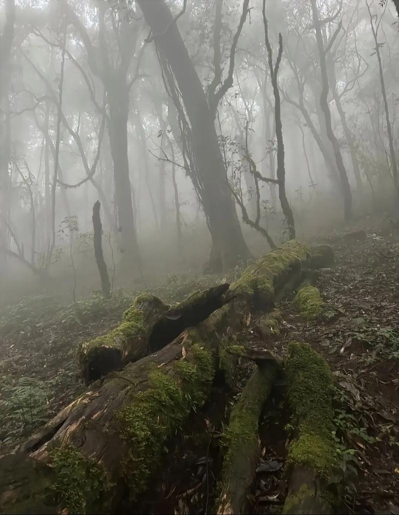 森林最高难度有多难图标
