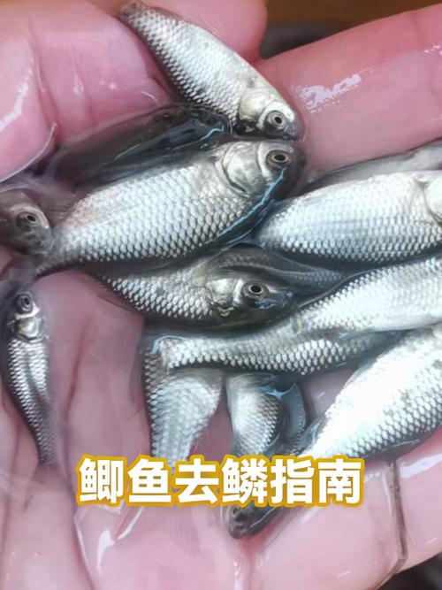 鲫鱼去鳞好还是不去鳞好图标