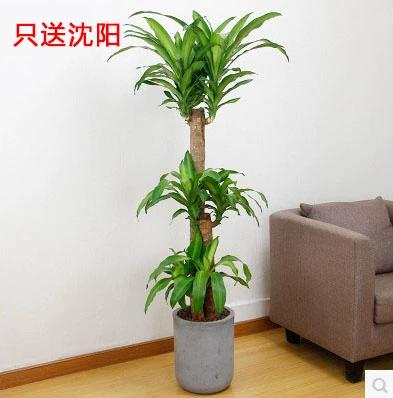 幸运树巴西木图标
