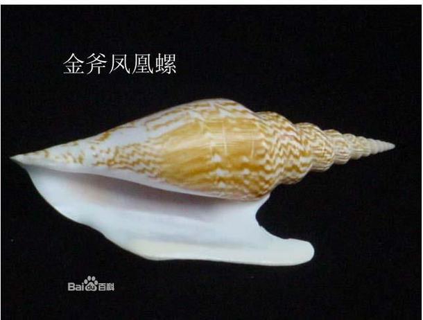 海螺的种类有哪些图标