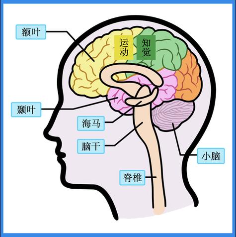人的器官真的有记忆吗阅读截图