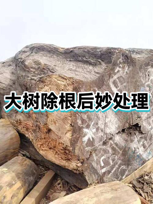 怎样让树根迅速腐烂截图