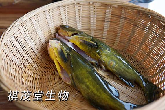 刺鳃鲑鱼哪里钓