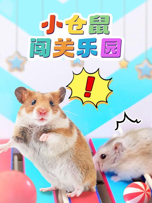 小仓鼠闯关大冒险视频图标
