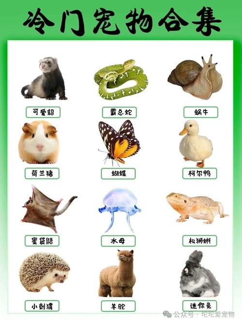 我的世界养宠物图标
