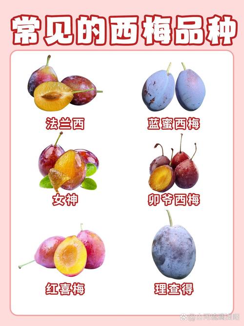 西梅还叫什么名字图标