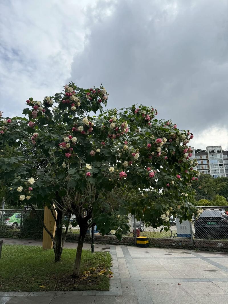 泡芙蓉短视频app精简版怎么安装截图
