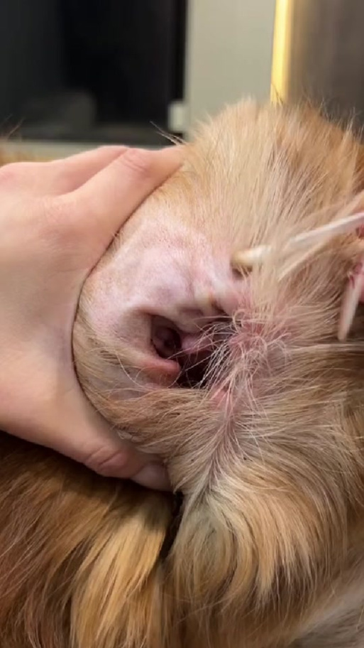 猫咪耳朵掉毛秃了怎么回事图标