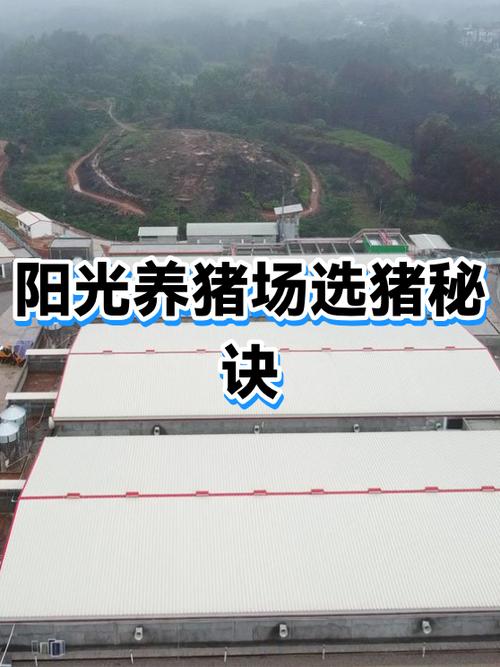 阳光养猪场靠谱吗截图