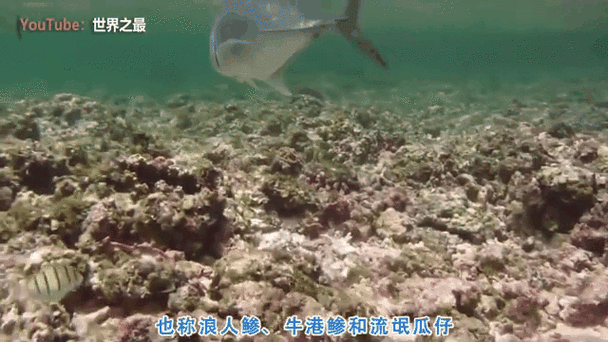 最简单的抓鸟神器图标