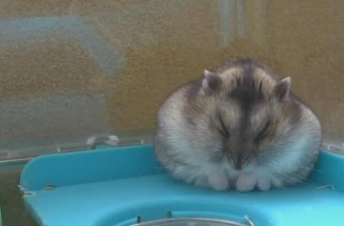 仓鼠冻死了还能活吗图标