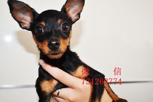 鹿狗多少钱一只幼犬图标