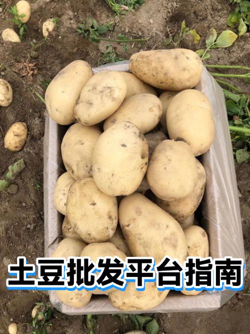 土豆交易平台图标