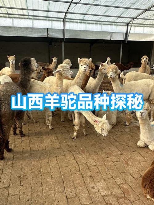 羊驼有几个品种