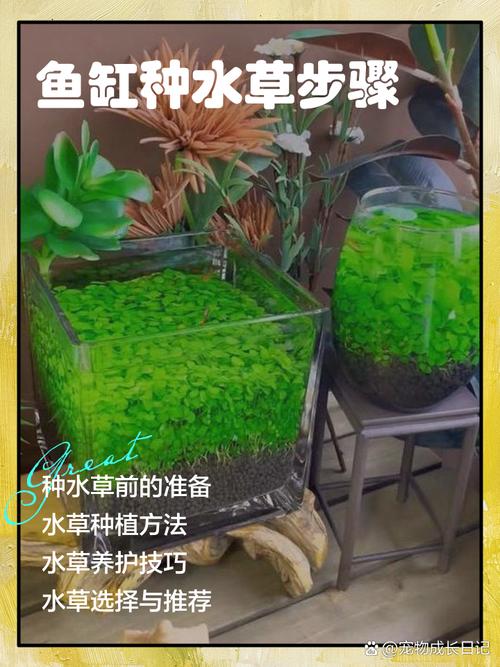 水草泥怎么种水草图标