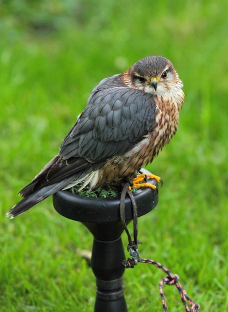 eagleget猎鹰手机版图标