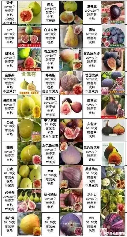 无花果种植技术图标