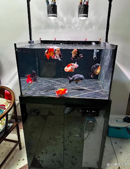 家里鱼缸的鱼跳出来预示着什么图标