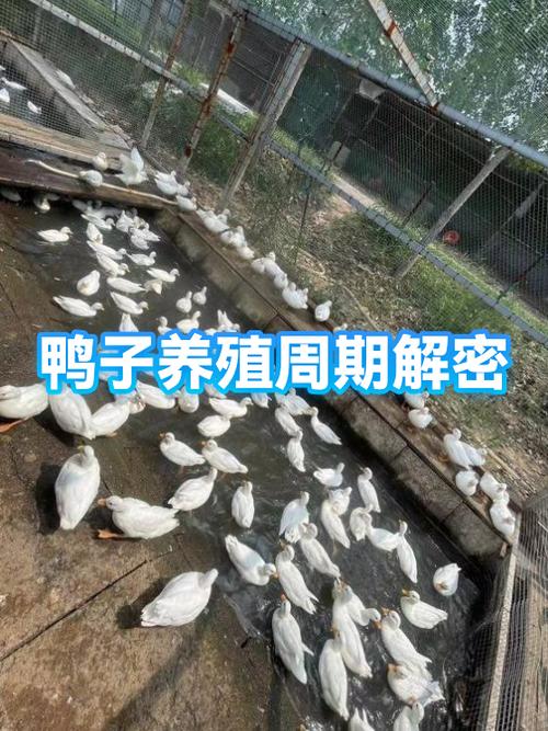 新手养鸭子怎么养