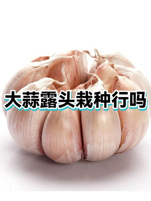 种大蒜要露出头吗图标