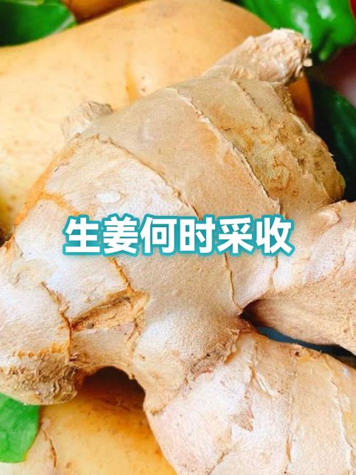 嫩姜变老姜时间要多久图标