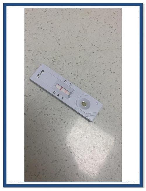 猫瘟前期症状有哪些表现图标