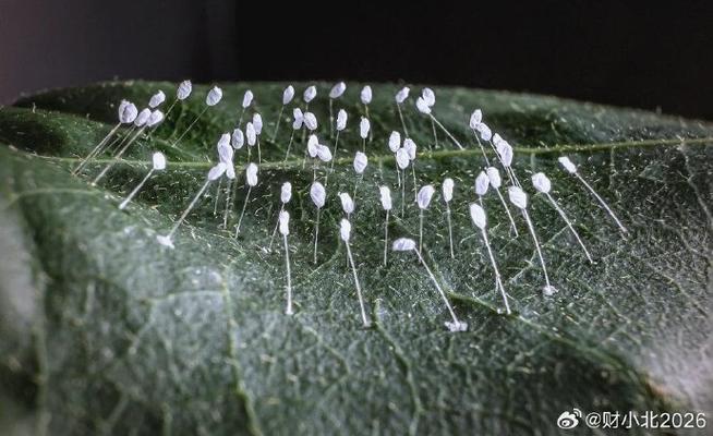 啥人能遇到优昙婆罗花