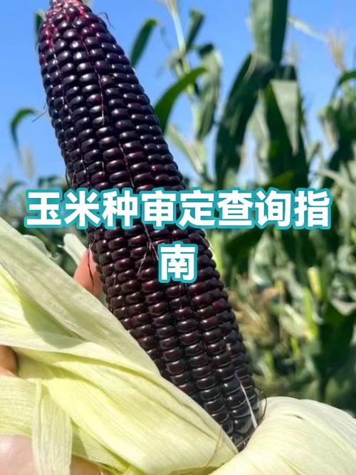 种子审定信息查询官网截图