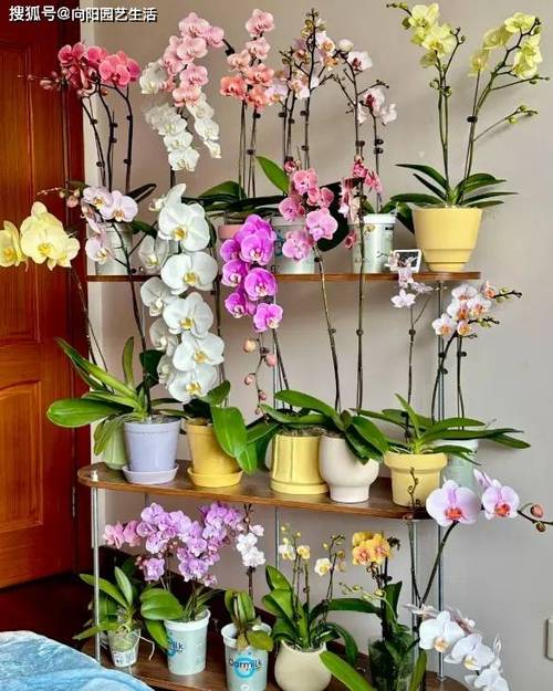 蝴蝶兰植物图标