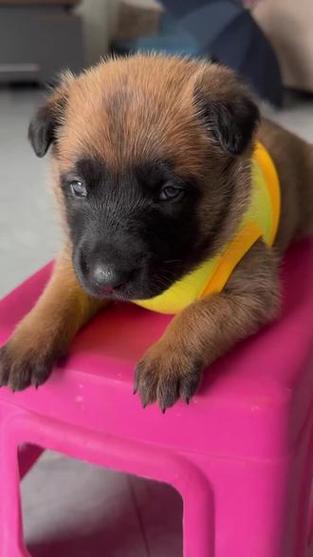 正宗马犬图片图标