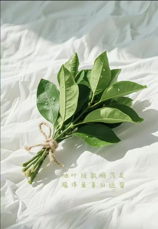 柚子叶图片100张图标