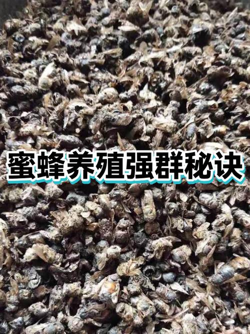 蜜蜂养殖攻略图标