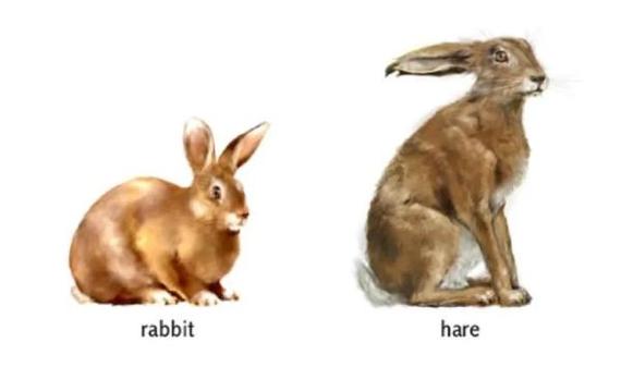 rabbit和bunny的区别图标