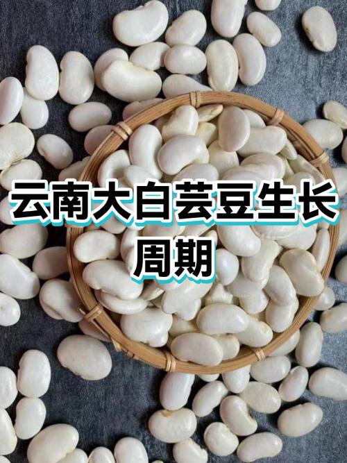 大白芸豆和小白芸豆图标