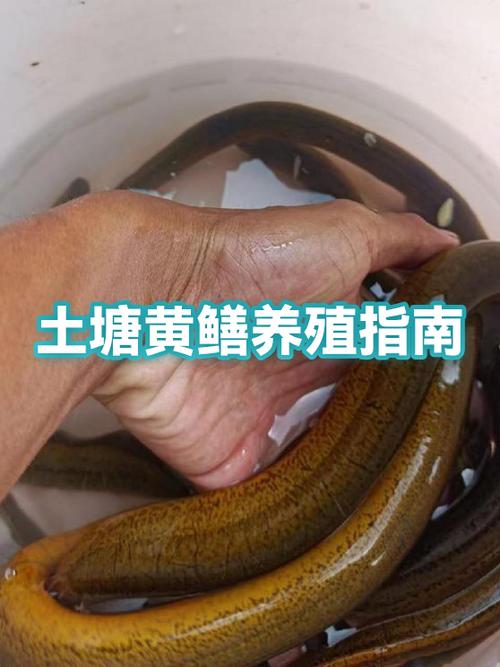 1亩养黄鳝一年收入图标