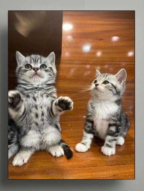 适合女生养的猫图标