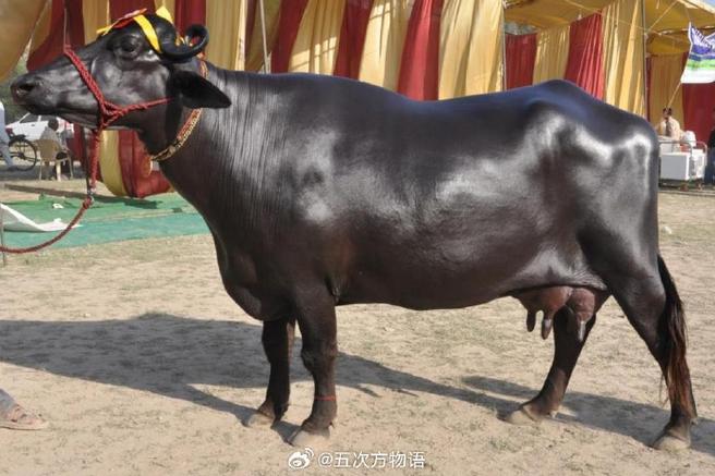 dynamiccow下载链接图标