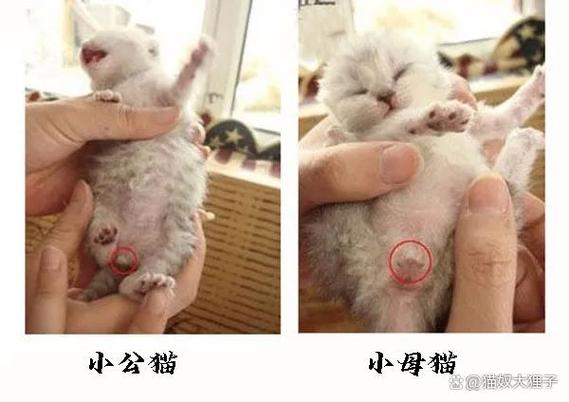 小猫怎么判断多大图标