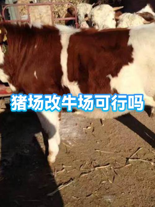 养猪厂怎么改喂牛厂截图