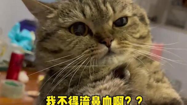 小猫打喷嚏流鼻血图标
