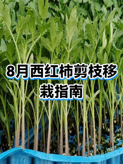 西红柿可以剪枝再生吗图标