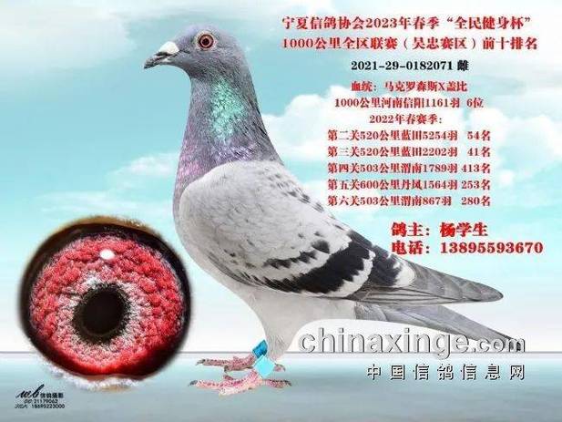 2000公里信鸽冠军价格截图