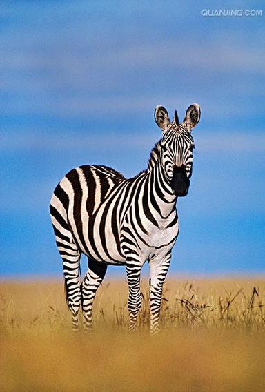 zebra官网截图