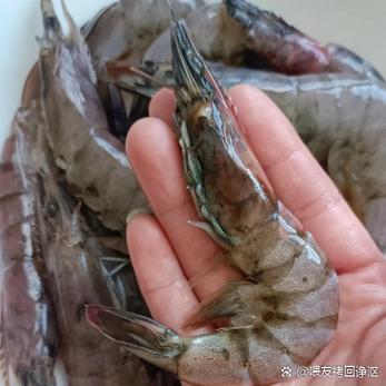 新鲜虾放冰箱变黑了截图