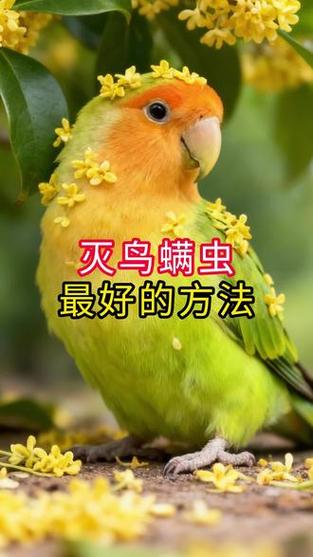 灭鸟螨虫最好的方法截图