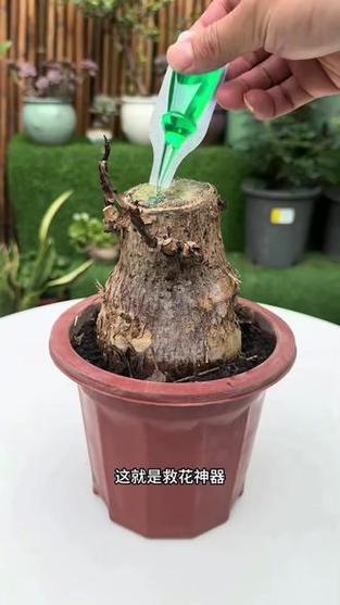发财树软了能恢复吗图标