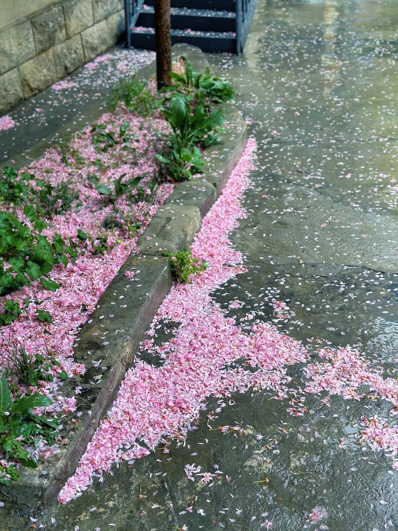 落花落雨李若雨大结局