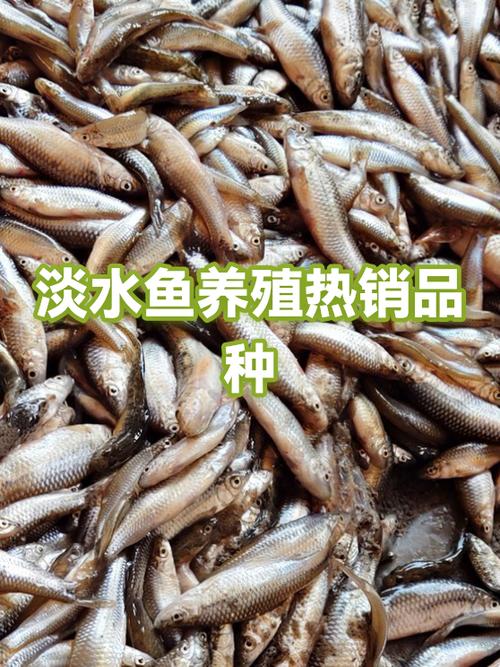 目前淡水鱼养什么鱼赚钱图标