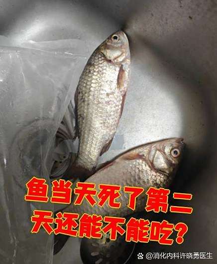 买的鱼可以放到第二天吗图标