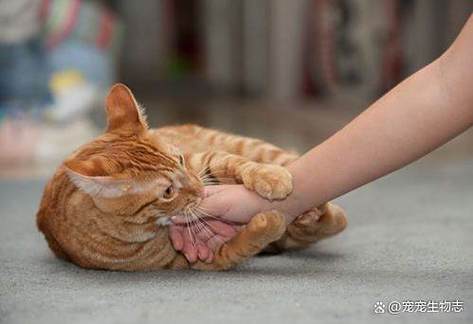 猫咪突然轻轻咬一下图标